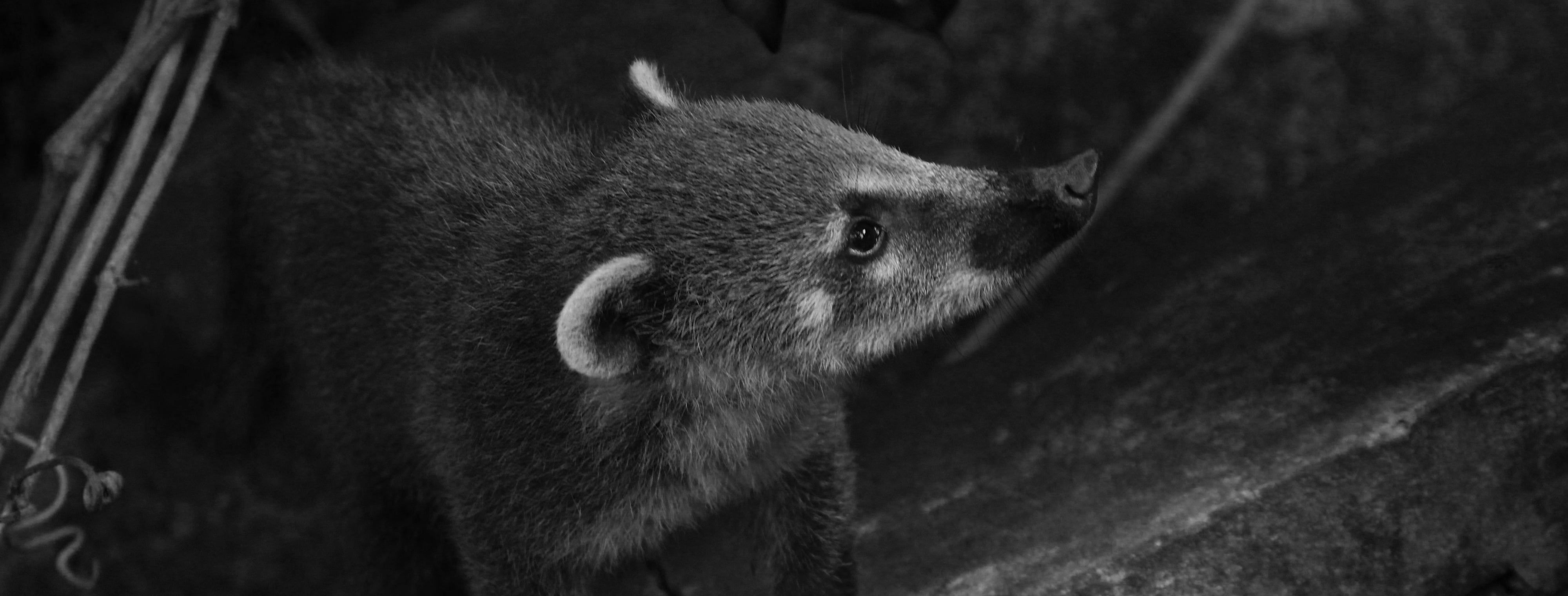 BITTER BADGER – Greyson Clothiers