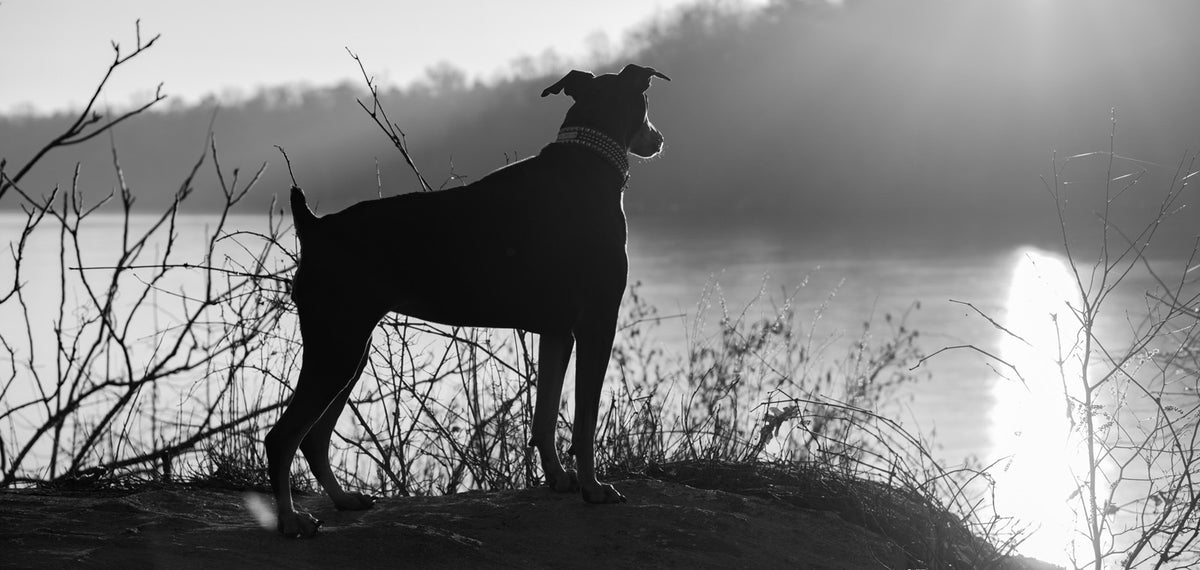 "The Ghost Doberman"